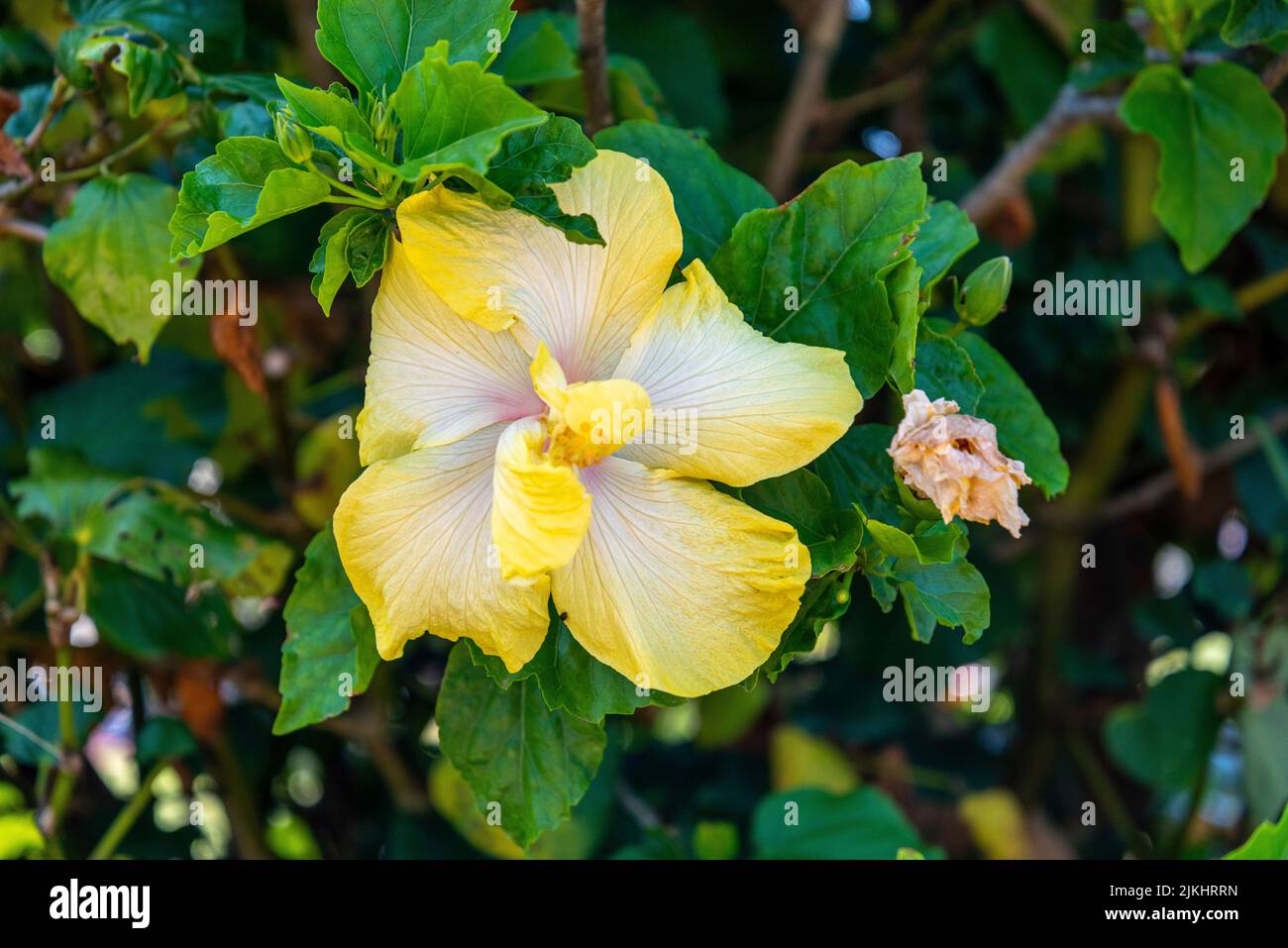 Colourful flowers at the botanic garden of Auckland in New Zealand ...