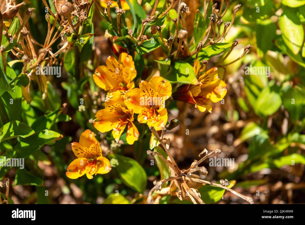 Colourful flowers at the botanic garden of Auckland in New Zealand ...
