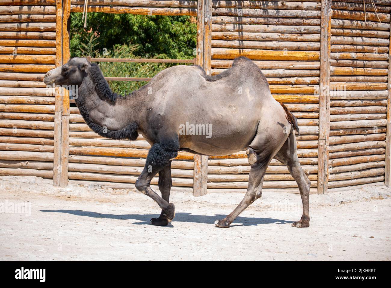 A Black camel at Yerevan Zoo Stock Photo - Alamy