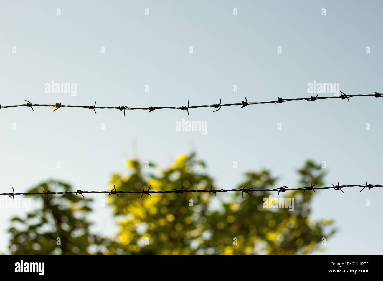Two electrical wires hanged on the air with a green tree in the ...