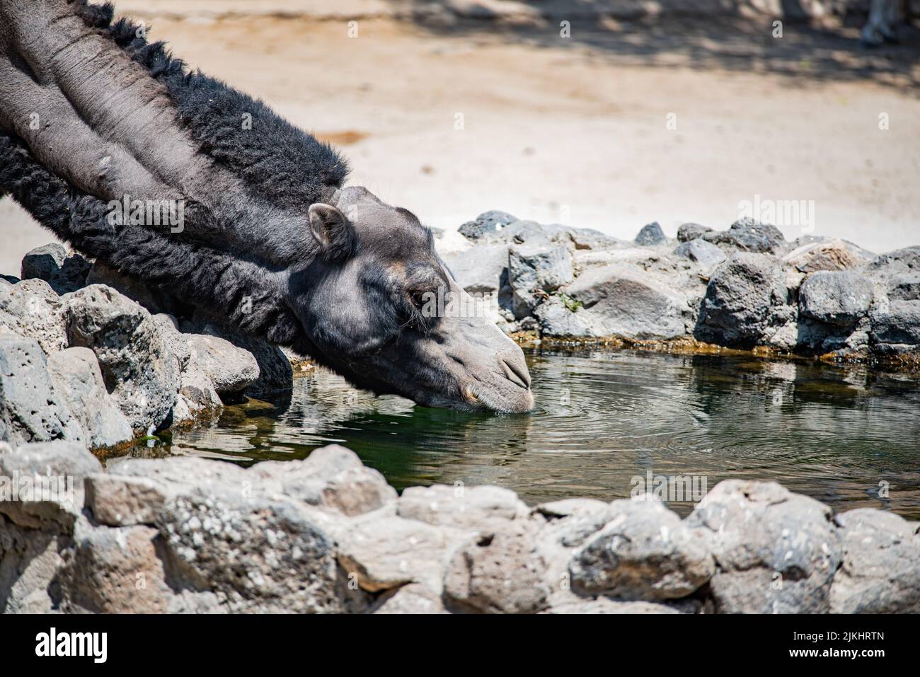 A closeup of black camel drinking water from lake Stock Photo - Alamy