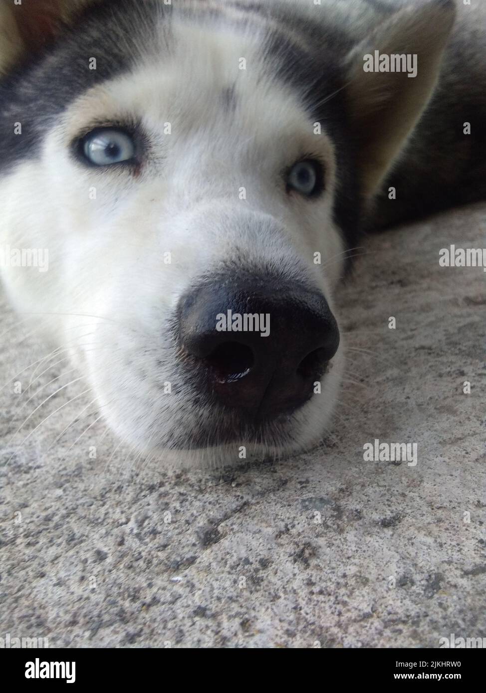 A vertical closeup shot of the snout of a husky dog Stock Photo - Alamy