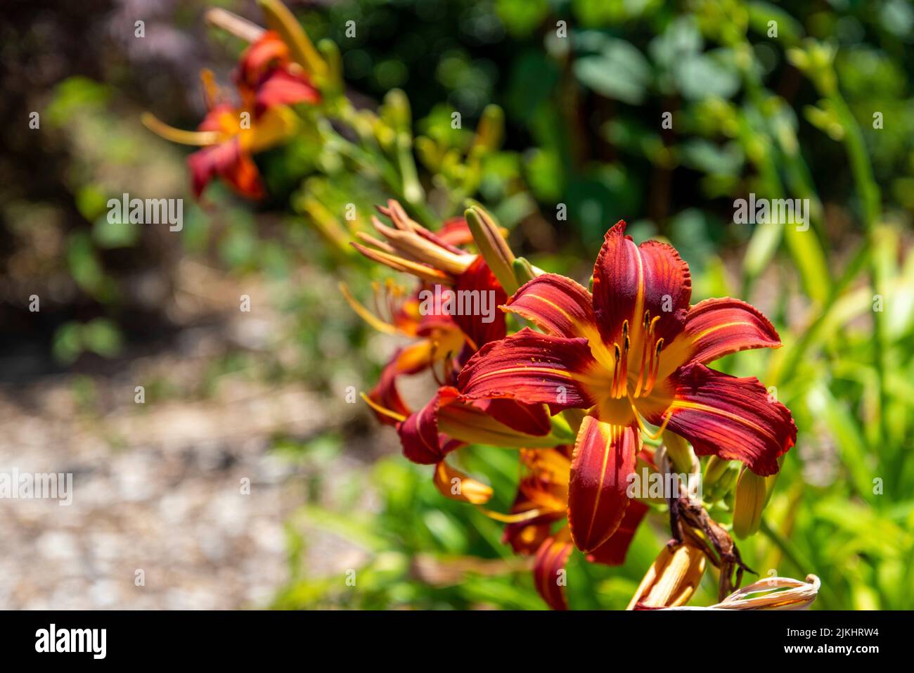 Colourful flowers at the botanic garden of Auckland in New Zealand ...