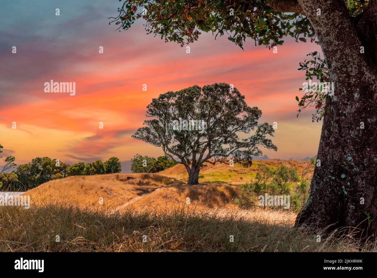 Scenic tree in One Tree Hill Park in Auckland, New Zealand Stock Photo ...
