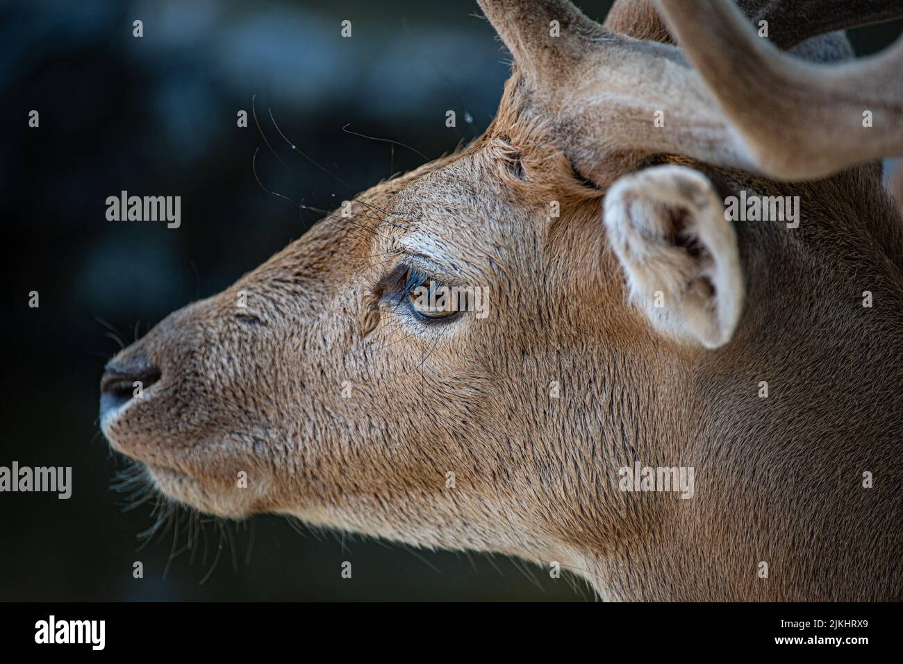 Deer eye hi-res stock photography and images - Alamy
