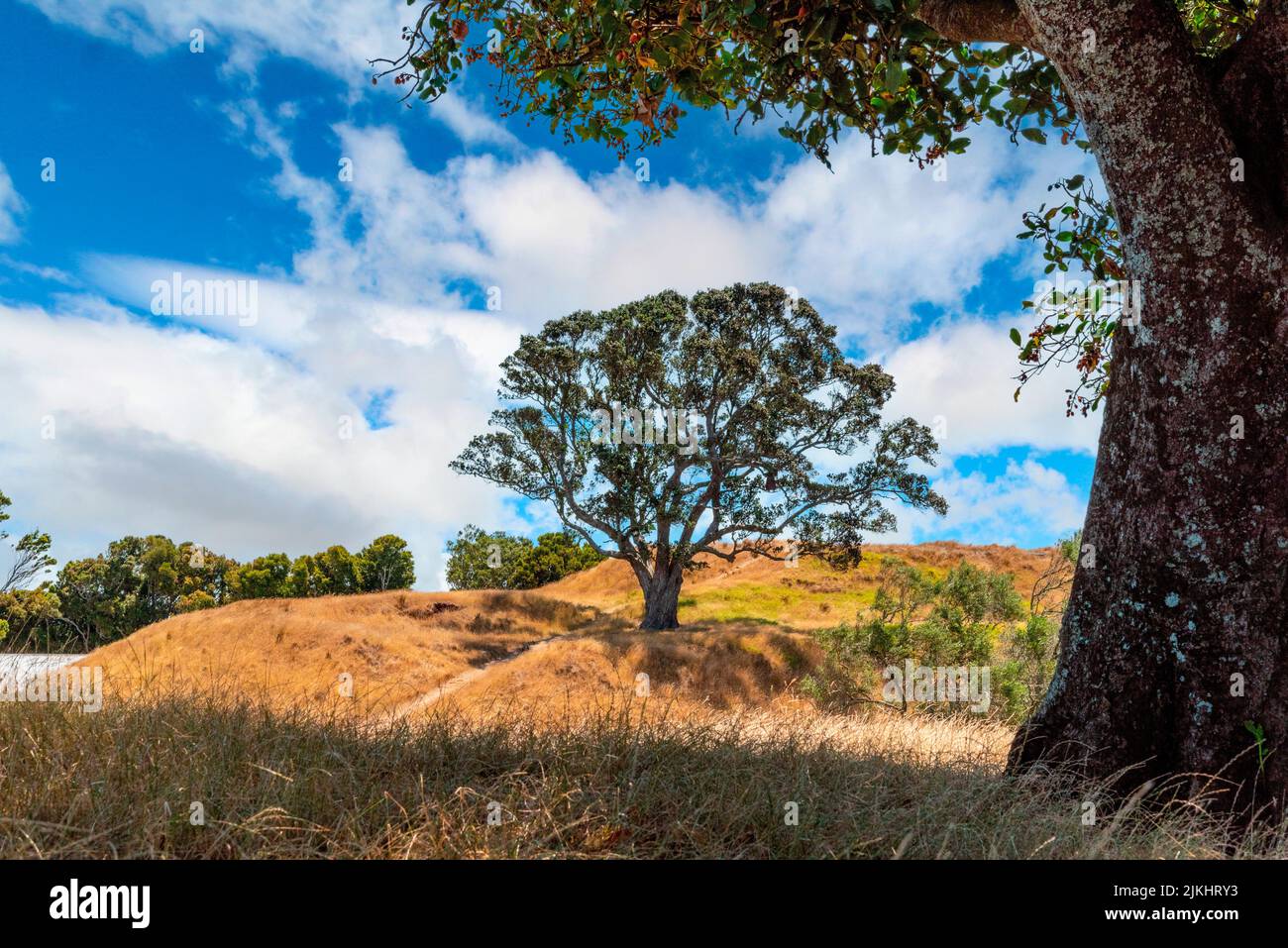 Scenic tree in One Tree Hill Park in Auckland, New Zealand Stock Photo ...