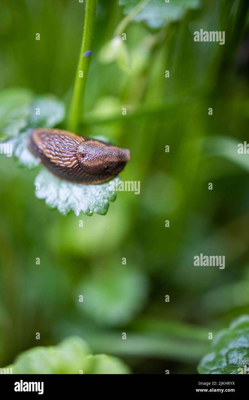 A vertical closeup shot of a brown slug on a leaf Stock Photo - Alamy