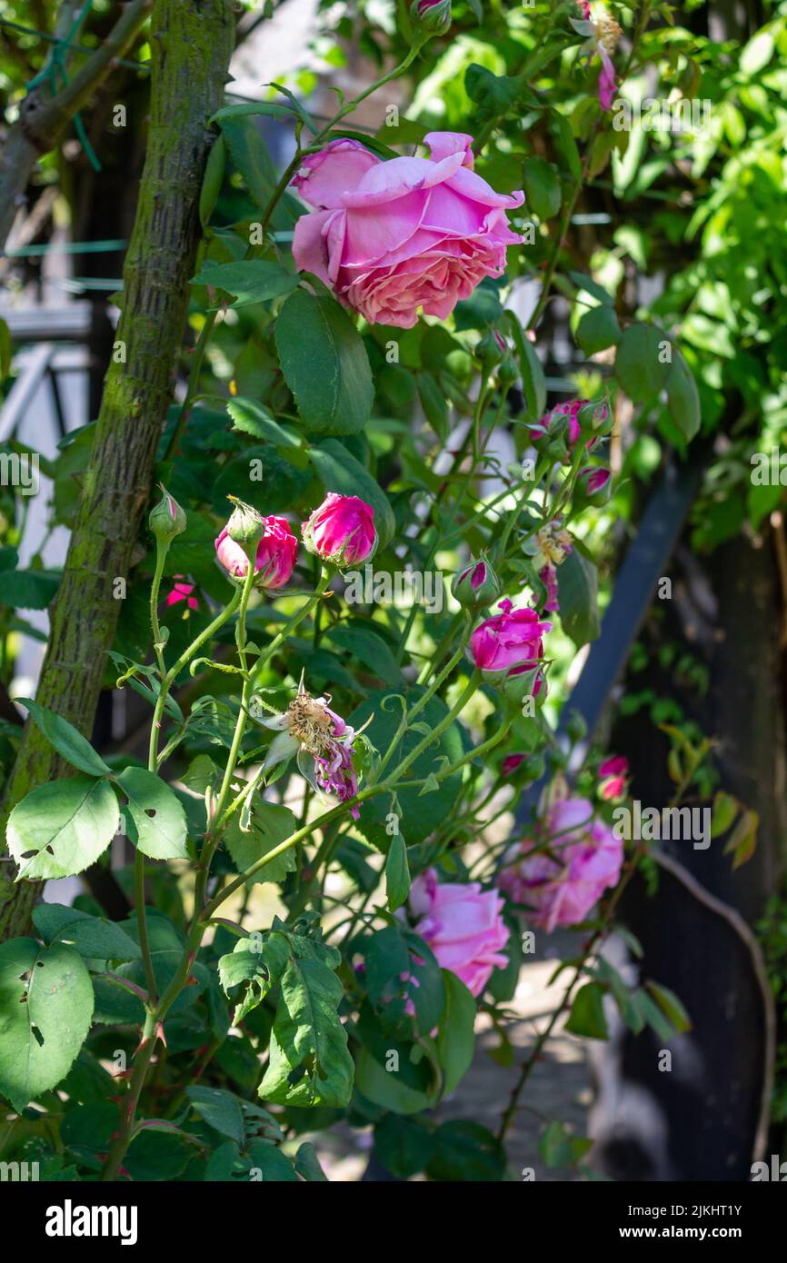 Roses vertical hi-res stock photography and images - Alamy