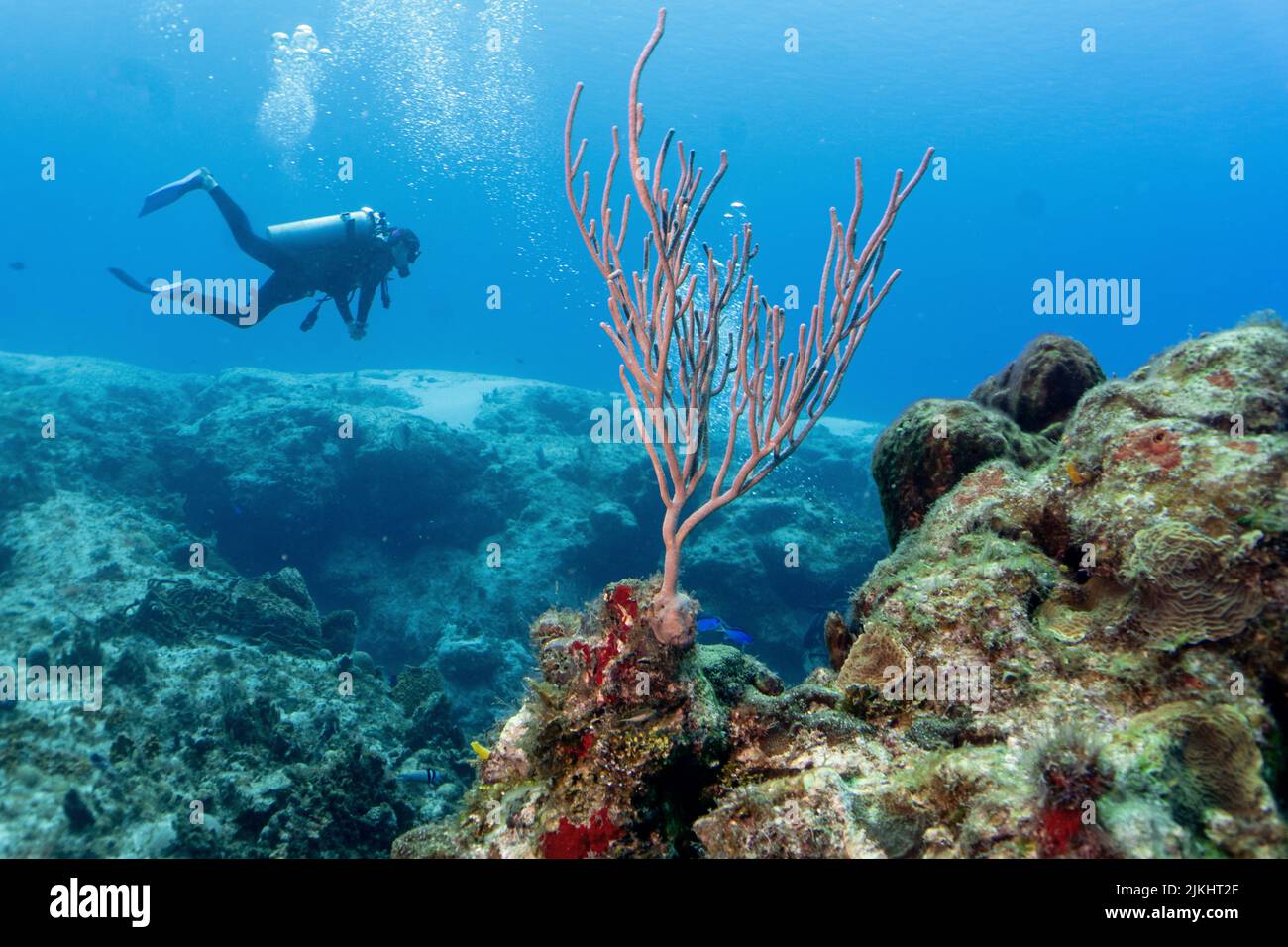 Beautiful Cozumel Reef Scene with Sponges, Gargonians, Coral, fish, etc ...