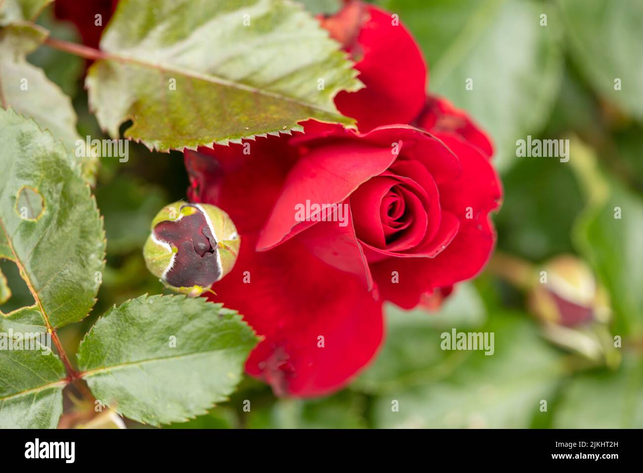 Romantic Rosa Draga 'Bozdragfra'PBR (Frayla Series), Rosa Hallie, close ...