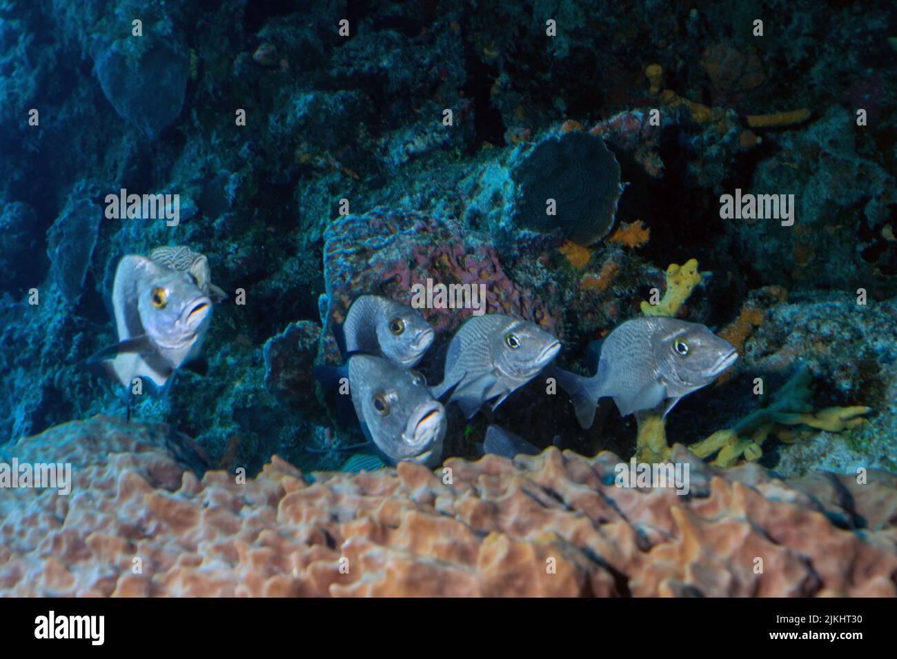 Group of fish in Cozumel Stock Photo - Alamy