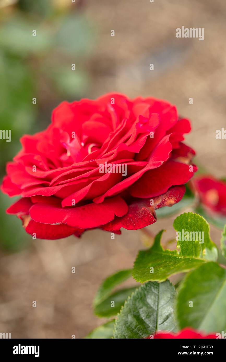 Romantic Rosa Draga 'Bozdragfra'PBR (Frayla Series), Rosa Hallie, close ...