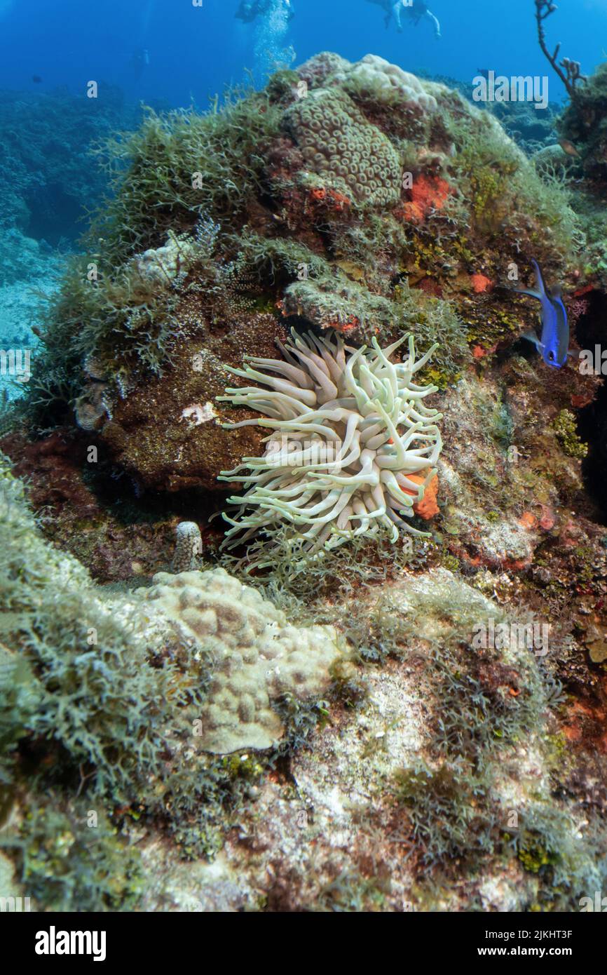 Beautiful Anemone in Cozumel Stock Photo - Alamy