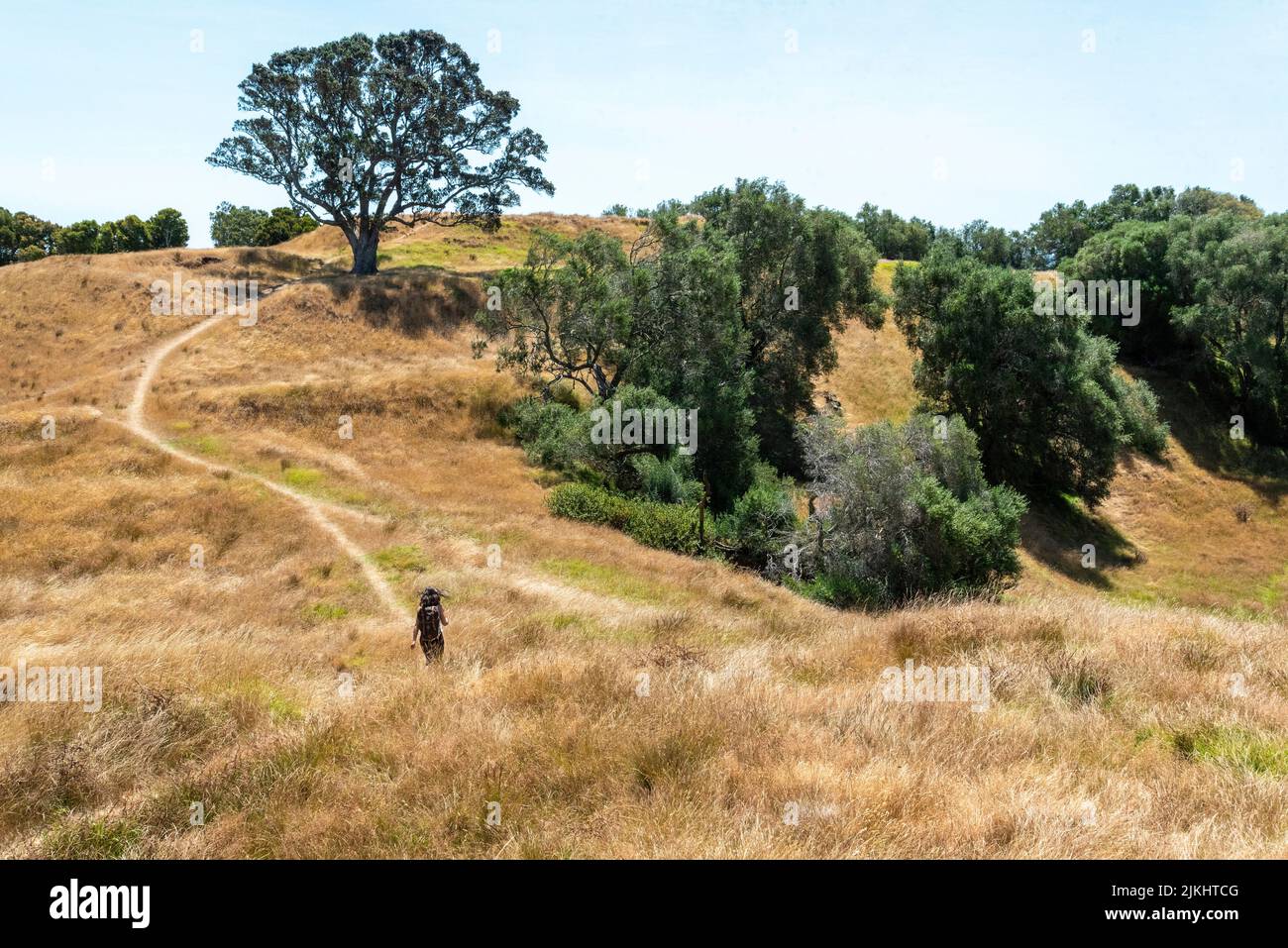 Scenic tree in One Tree Hill Park in Auckland, New Zealand Stock Photo ...