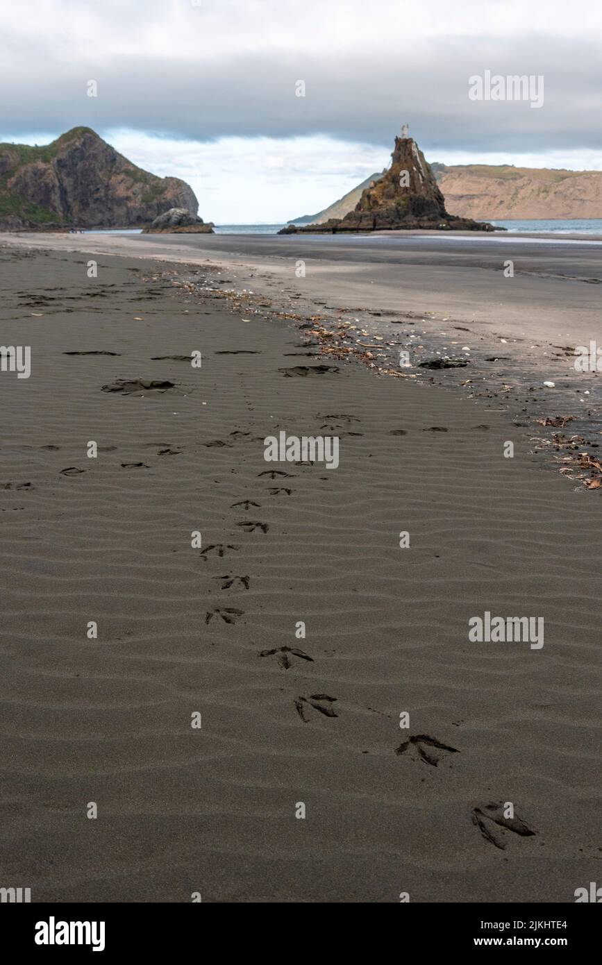 Dark colored sand at Whatipu beach near Auckland, New Zealand Stock ...