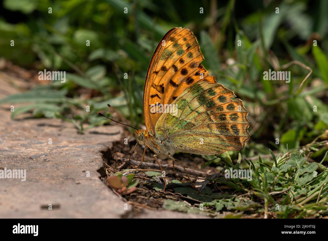 little butterflies continue their generation in small parks in the city ...