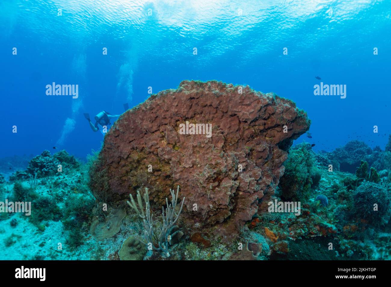 Beautiful Sponges in Cozumel Stock Photo - Alamy