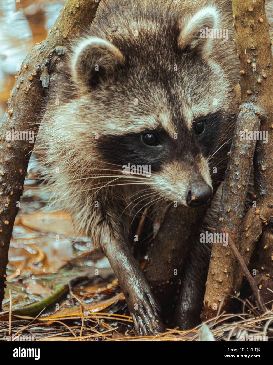 a close-up shot of a raccoon looking for food in a swamp park during ...