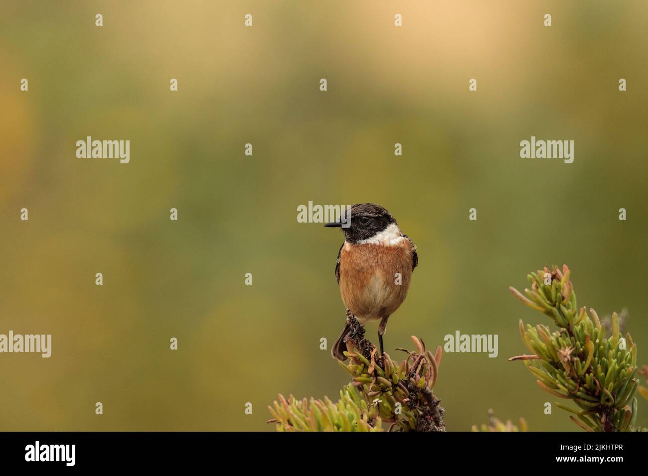 Male European stonechat Saxicola rubicola, wintering in salt pans ...