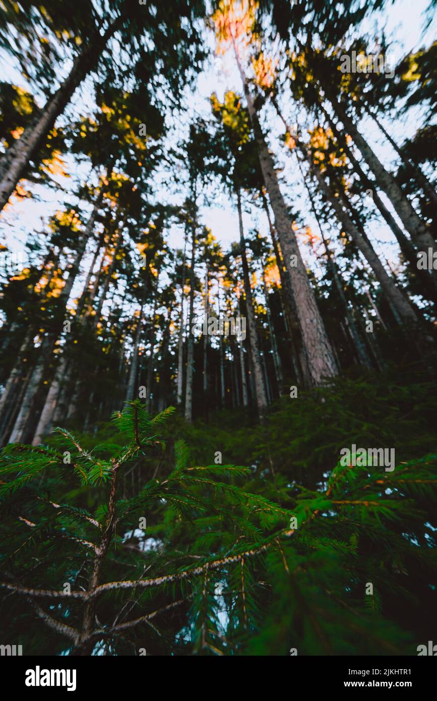 A low-angle shot of tall trees grown in the forest in spring Stock ...