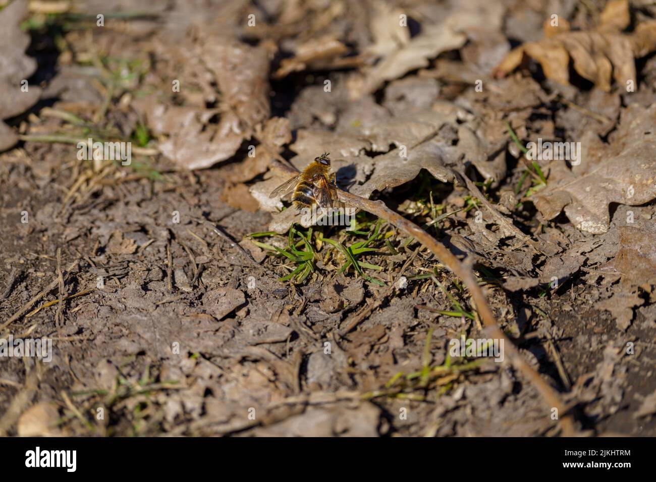 Bee standing hi-res stock photography and images - Alamy