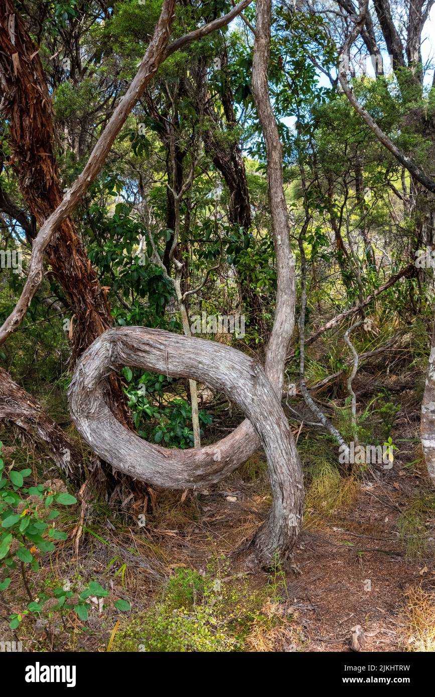 Crooked tree trunk on Great Barrier Island, New Zealand Stock Photo - Alamy