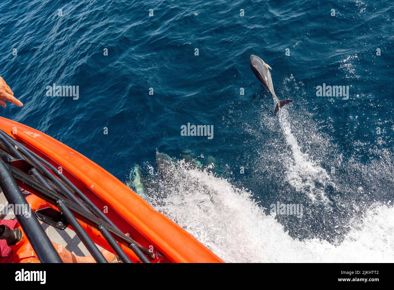 illustration of a Dolphin fish jumping with boat in background enclosed ...