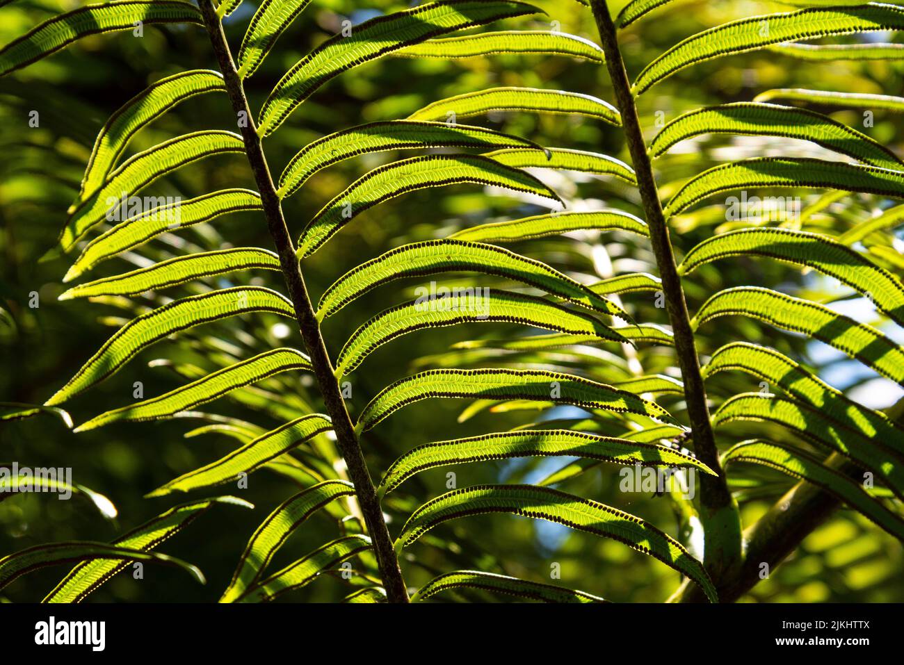 Beautiful plants at the Domain Wintergardens in Auckland, New Zealand ...