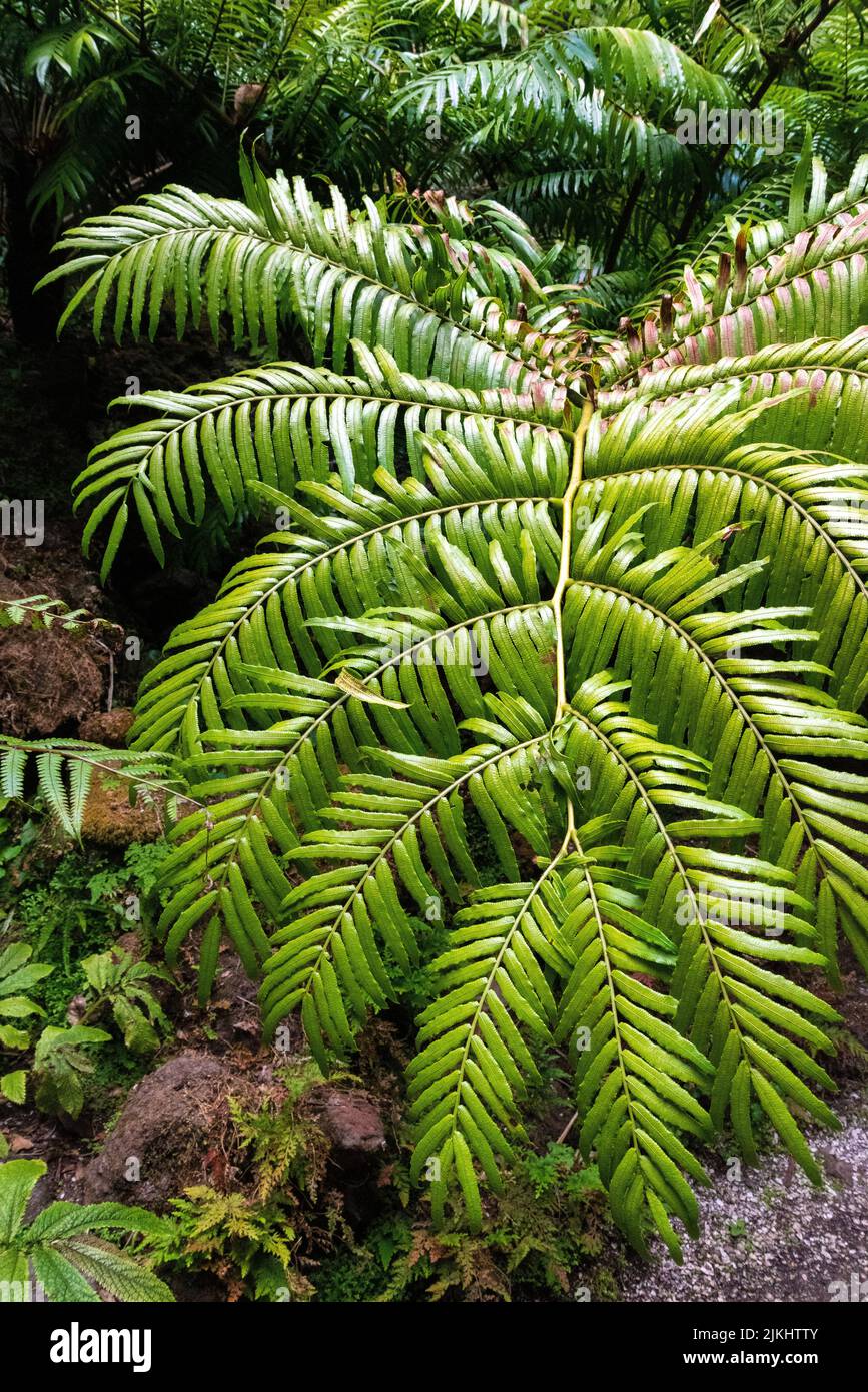 Beautiful plants at the Domain Wintergardens in Auckland, New Zealand ...