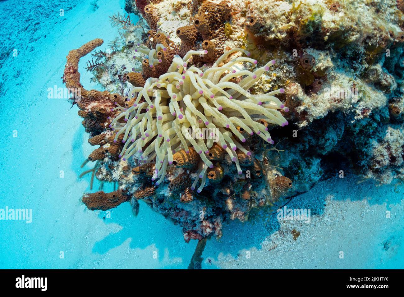 Beautiful Anemone in Cozumel Stock Photo - Alamy