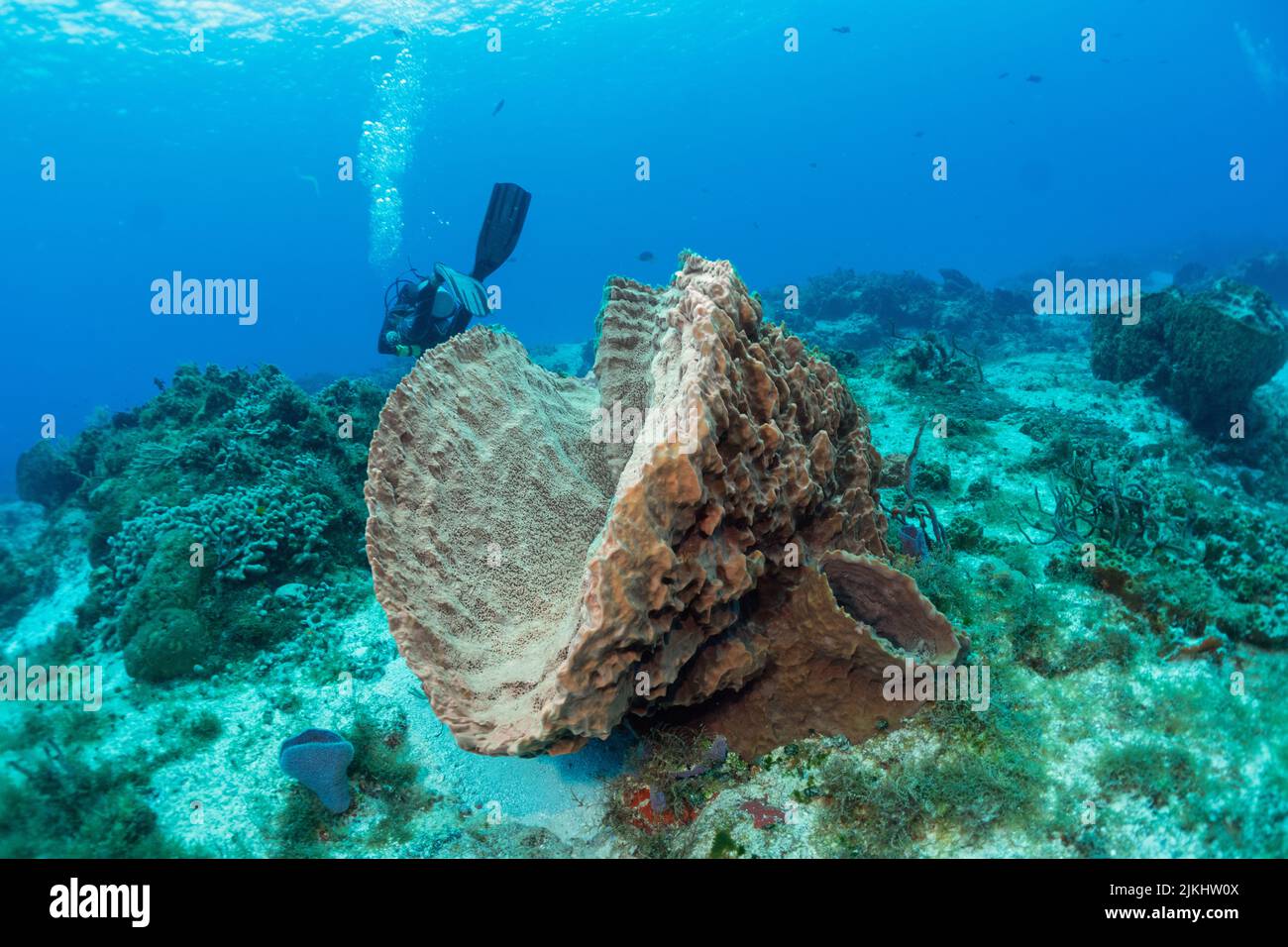Large Cozumel Basket Sponge Stock Photo - Alamy