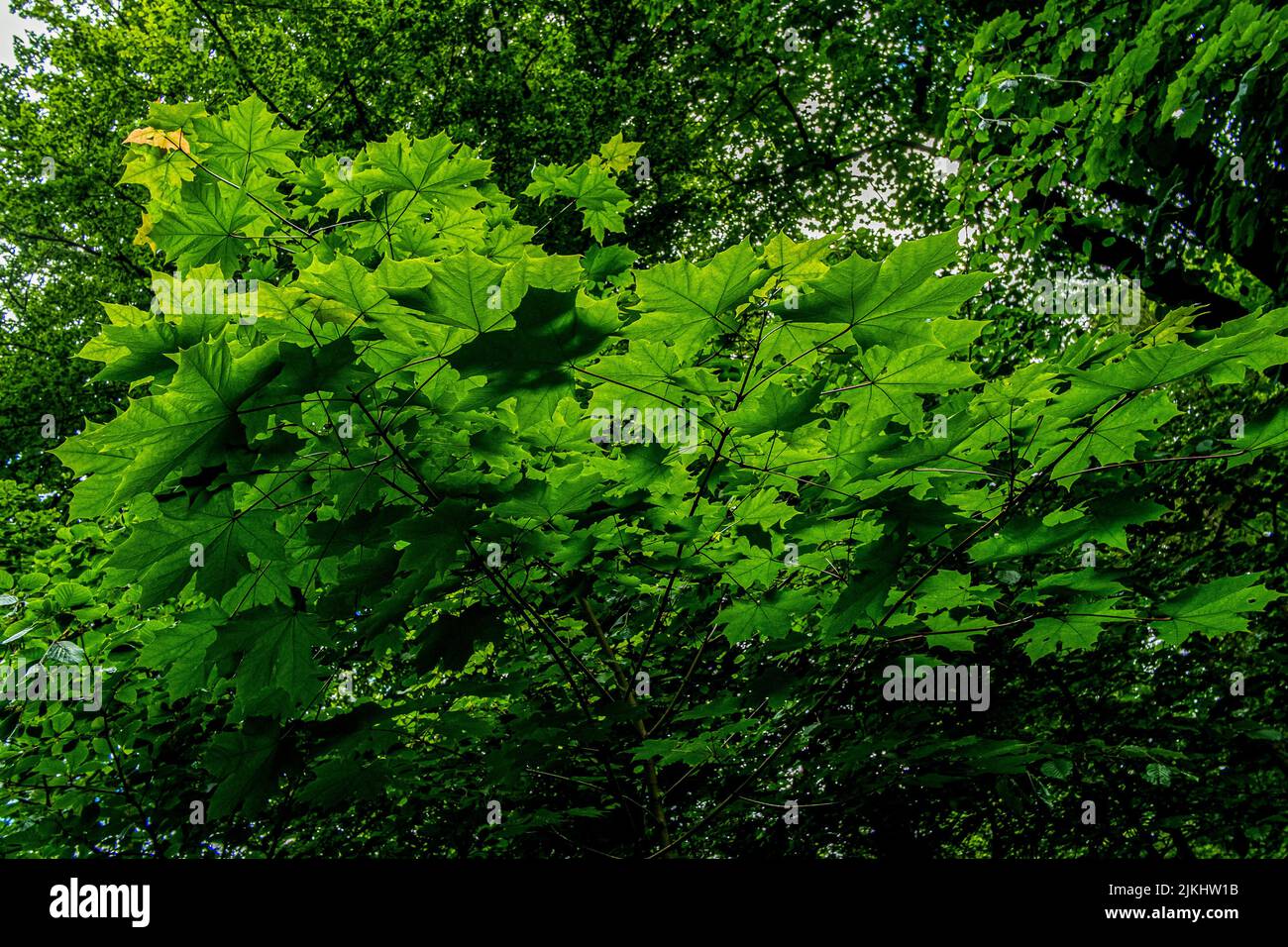 Brockholes Nature Reserve Stock Photo - Alamy