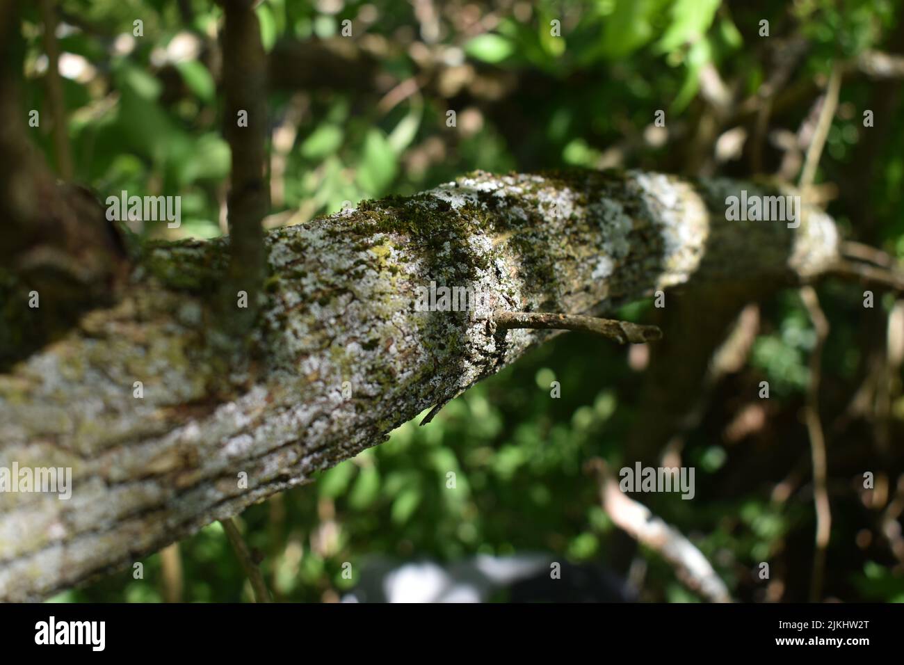 Tree brench hi-res stock photography and images - Alamy