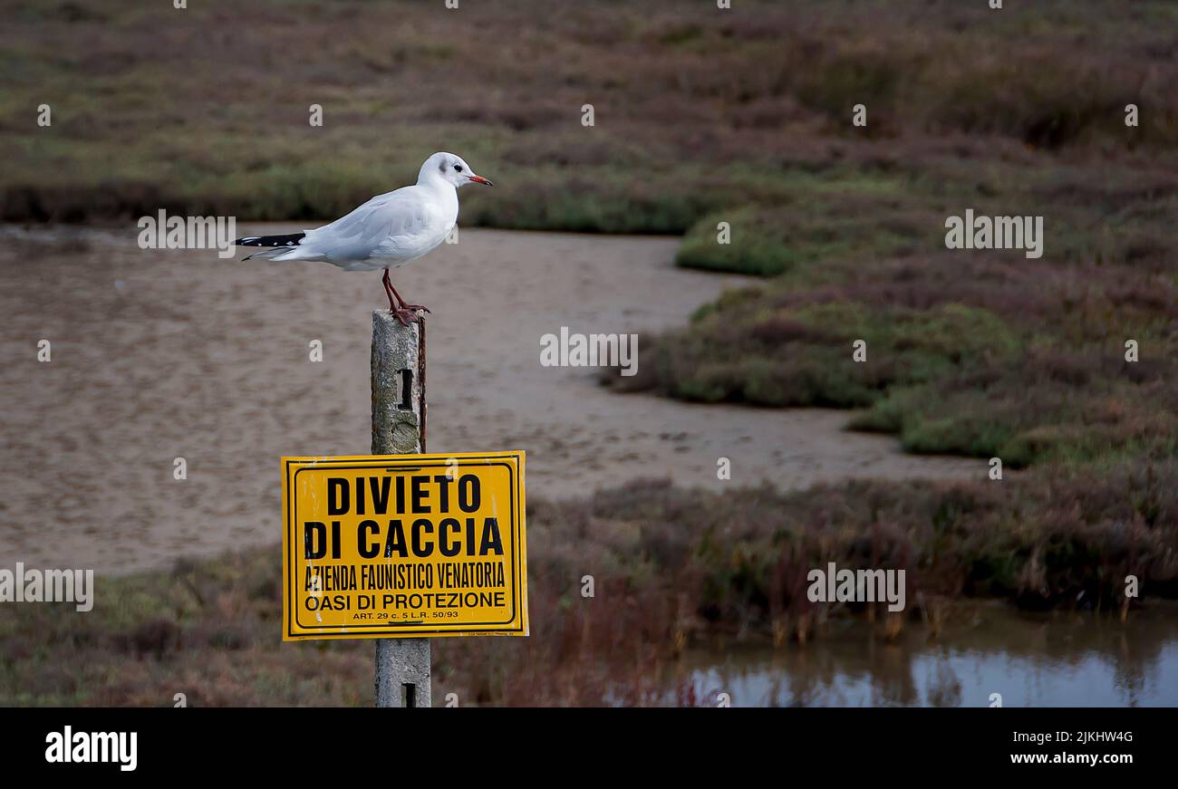 Seagull warning sign animal wildlife hi-res stock photography and ...