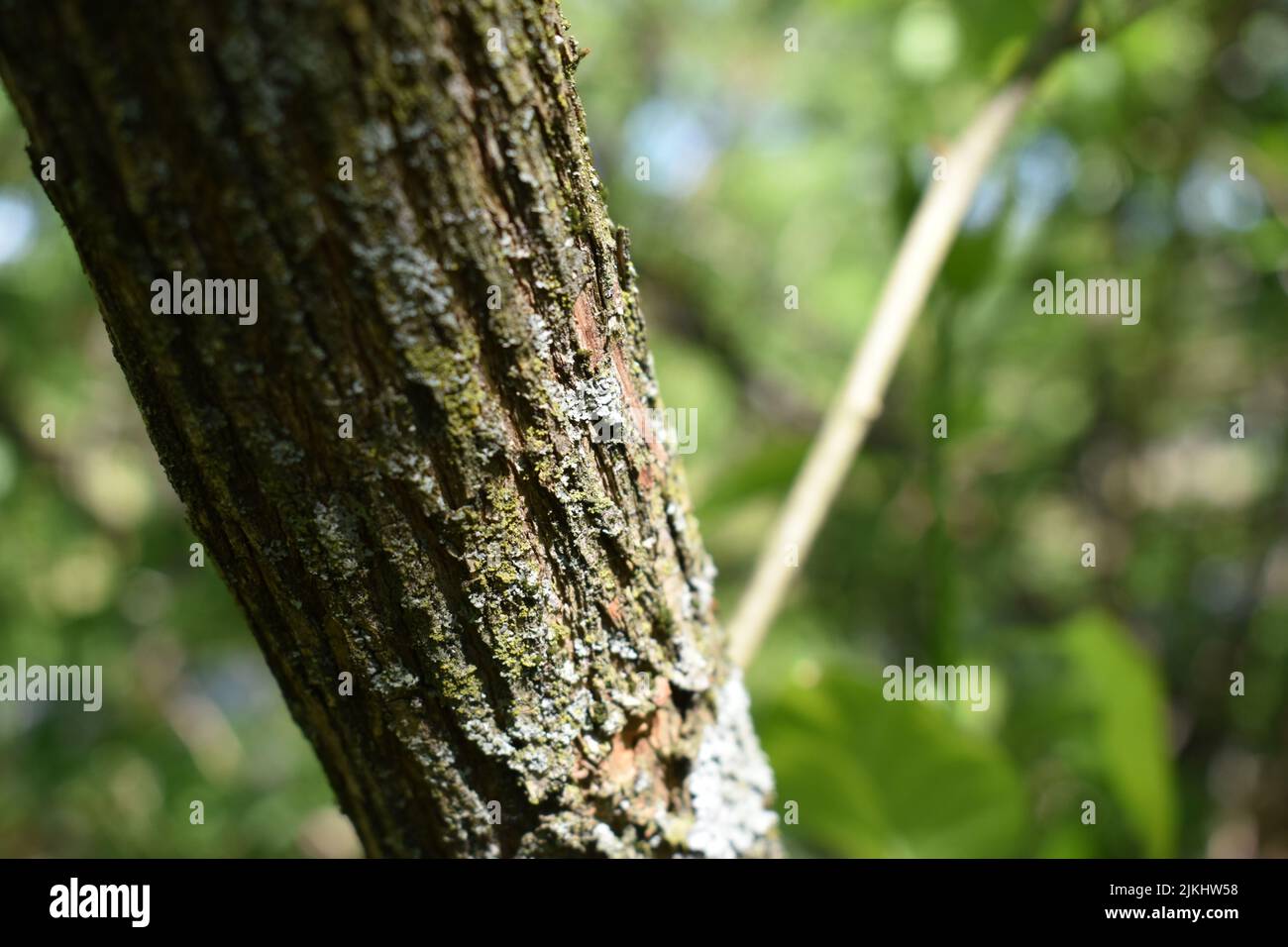 Tree brench hi-res stock photography and images - Alamy