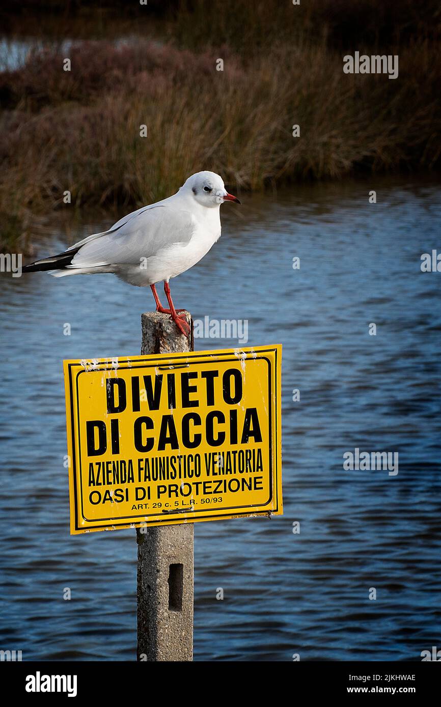 Vertical shot seagull behind hi-res stock photography and images - Alamy