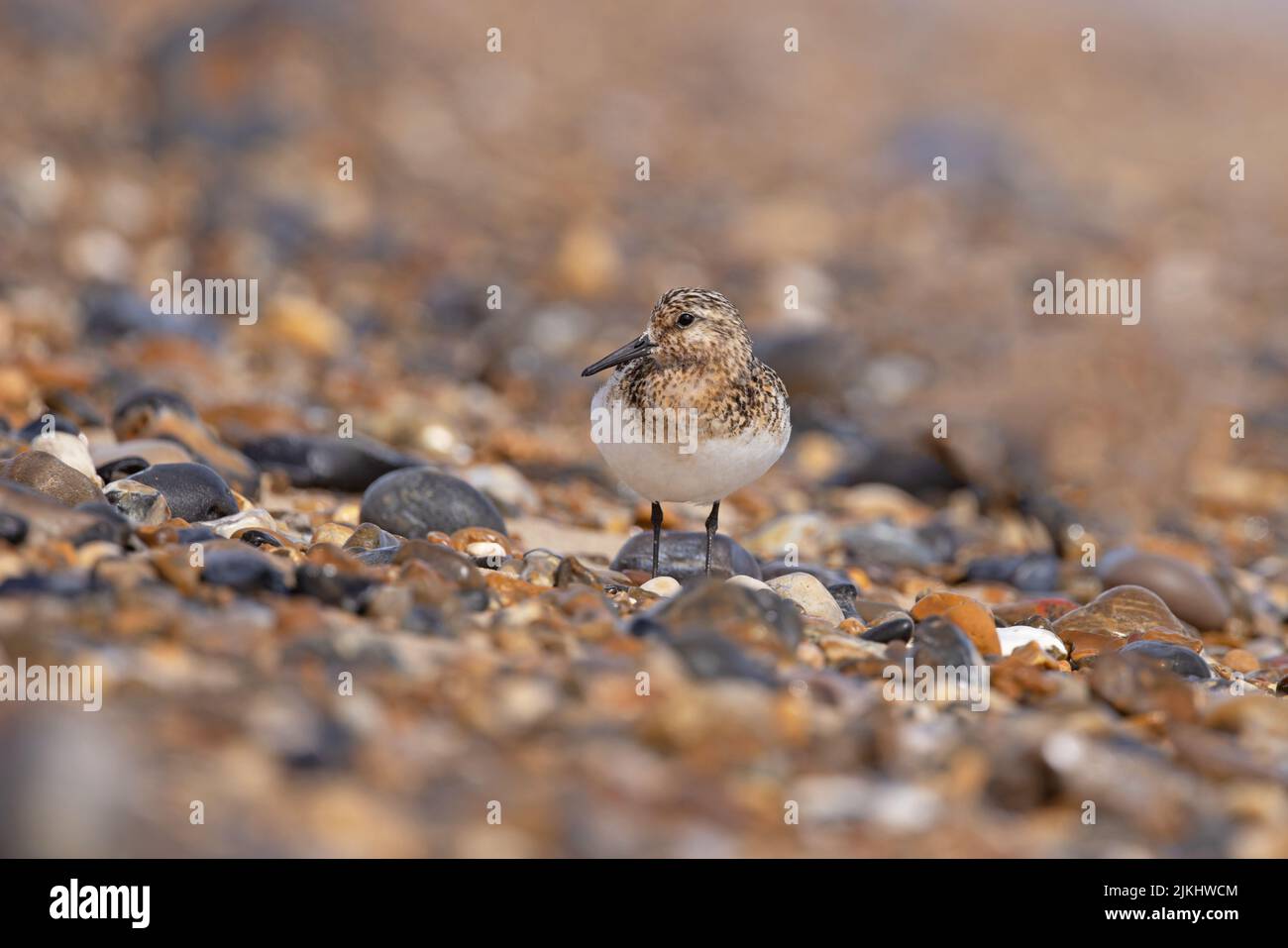 Sanderling summer breeding plumage hi-res stock photography and images ...