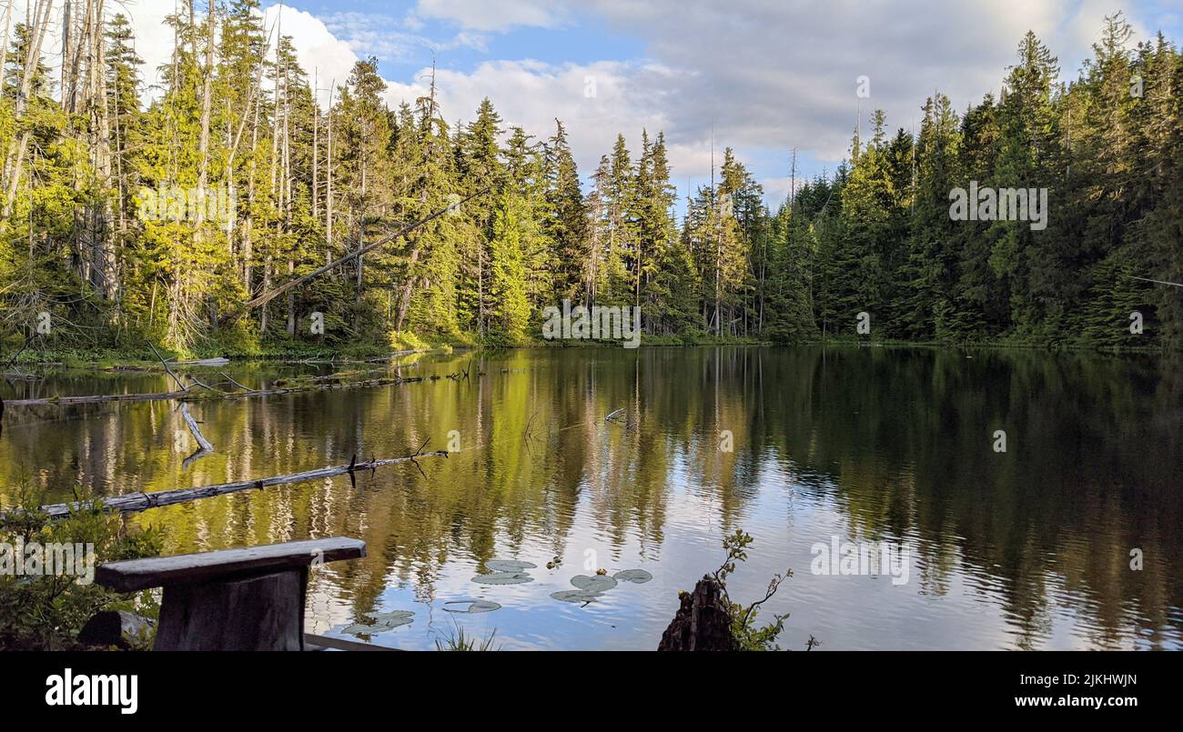 A view of a peaceful small lake surrounded by pine trees in Sea-to-Sky ...