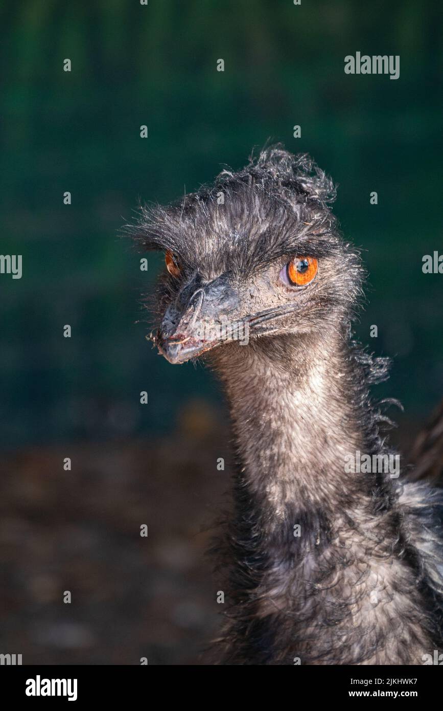A vertical shot of an emu bird in the zoo Stock Photo - Alamy