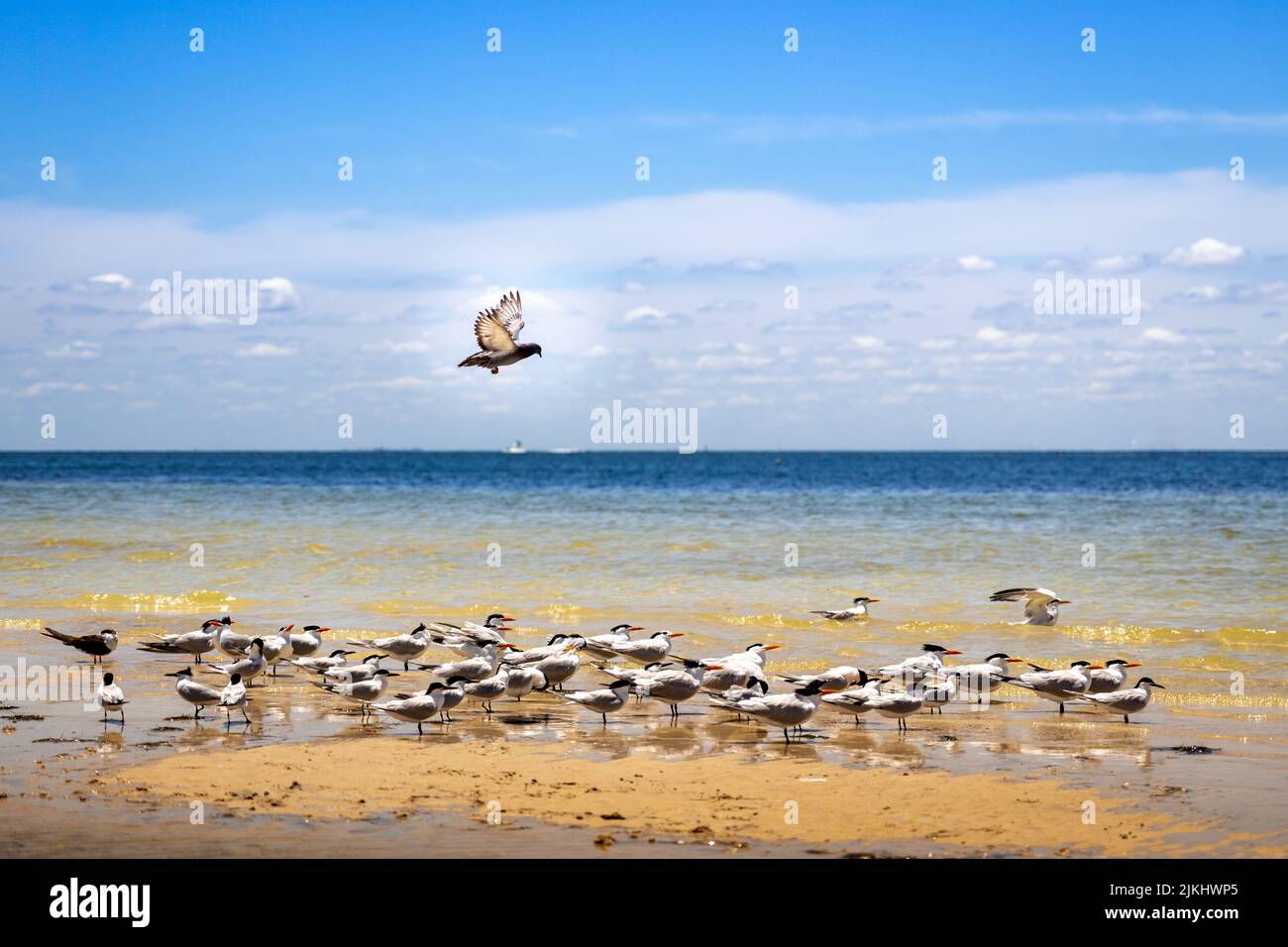 A beautiful shot of a Homing pigeon bird flying high looking at many ...