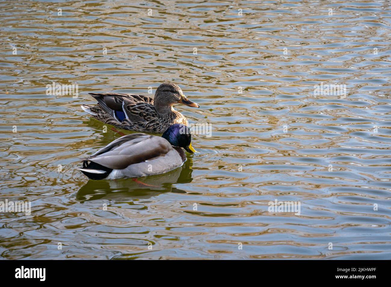 A natural view of wild mallard ducks swimming in the lake Stock Photo ...