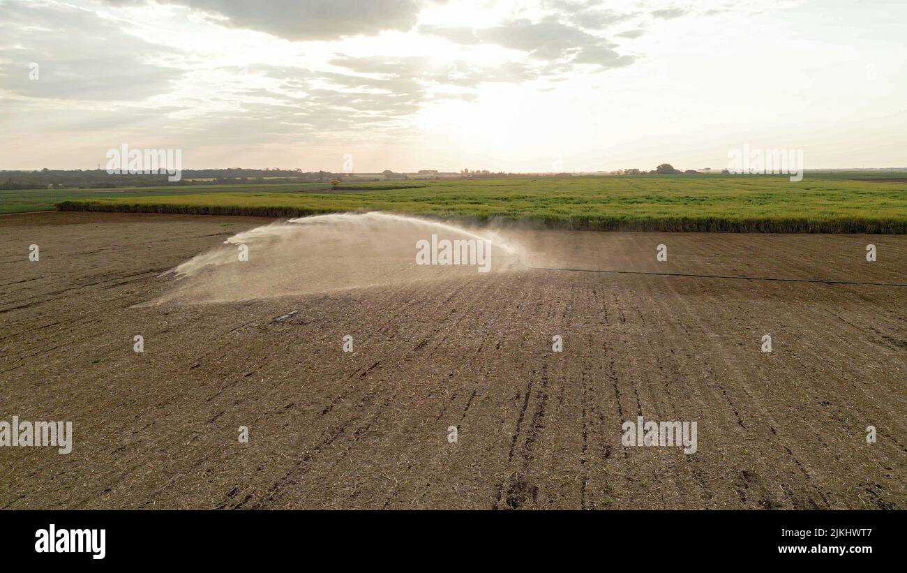 Sugar cane sunset plantation beautiful irrigation Stock Photo - Alamy