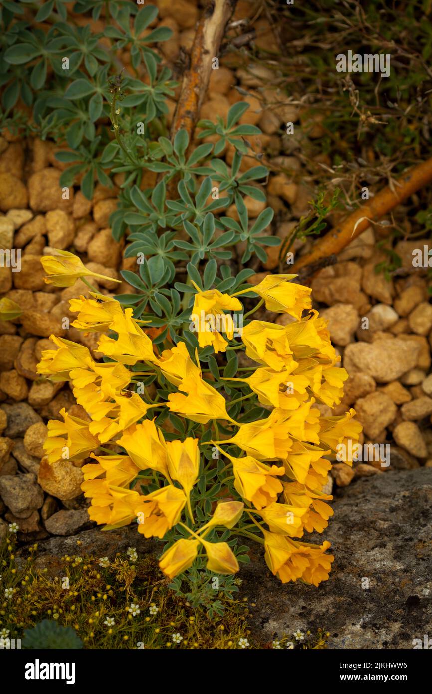 Prolific ground cover Tropaeolum polyphyllum, yellow lark's heels ...