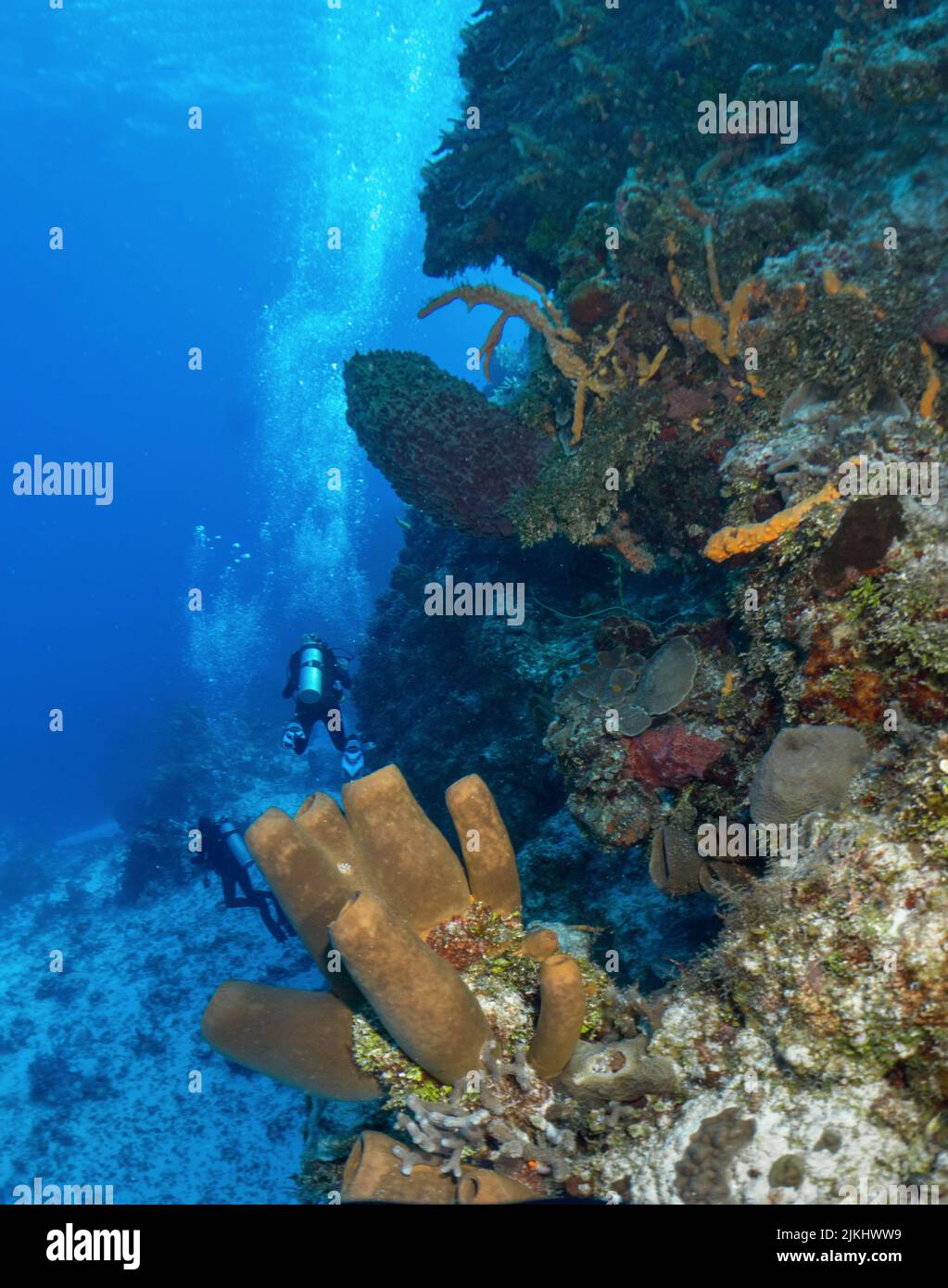 Beautiful Cozumel Reef Scene with Sponges, Gargonians, Coral, fish, etc ...