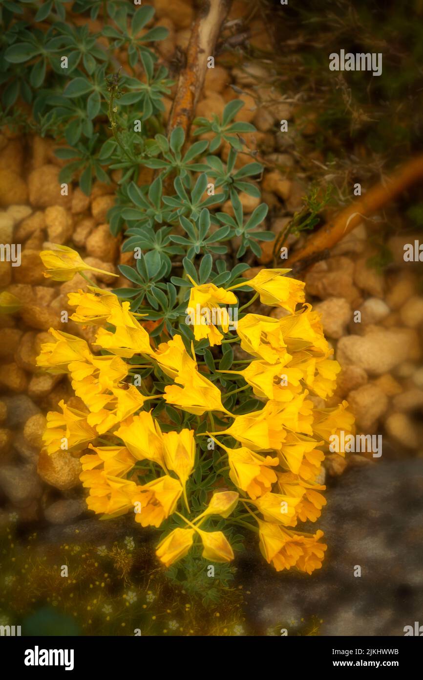 Prolific ground cover Tropaeolum polyphyllum, yellow lark's heels ...