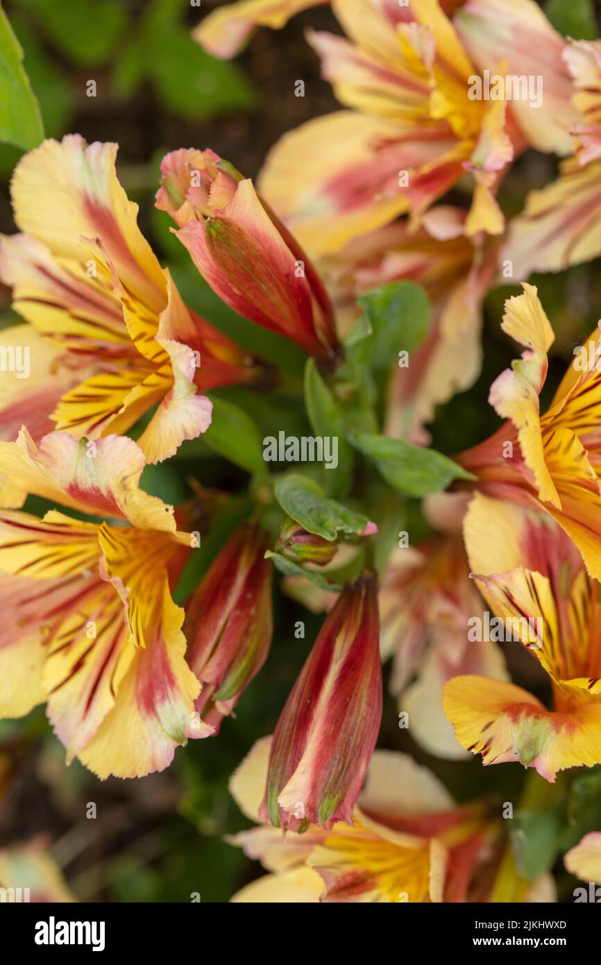 Beautiful Alstroemeria Princess Sara, Peruvian lily ‘Princess Sara ...