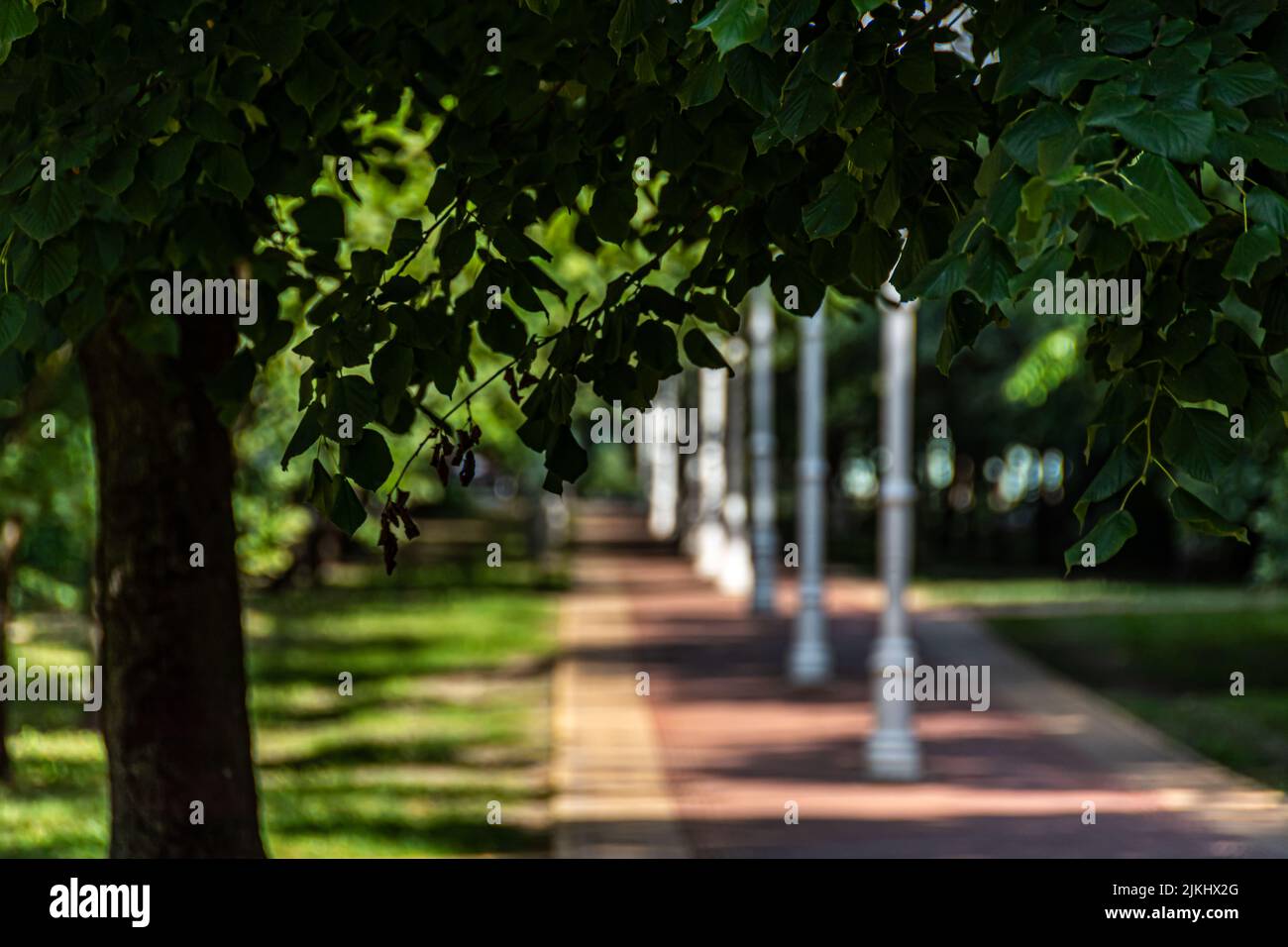 Tree poles hi-res stock photography and images - Alamy