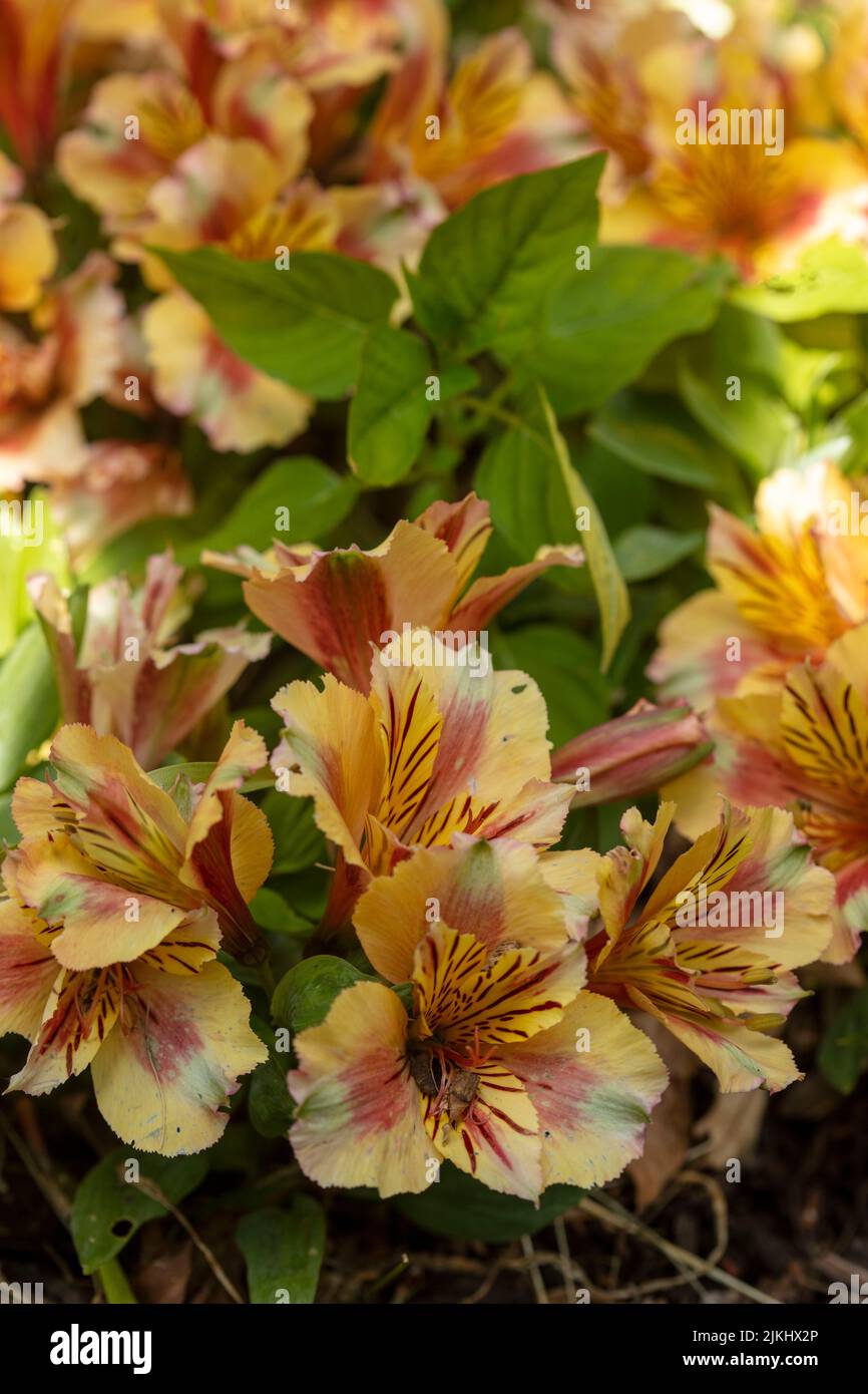 Beautiful Alstroemeria Princess Sara, Peruvian lily ‘Princess Sara ...