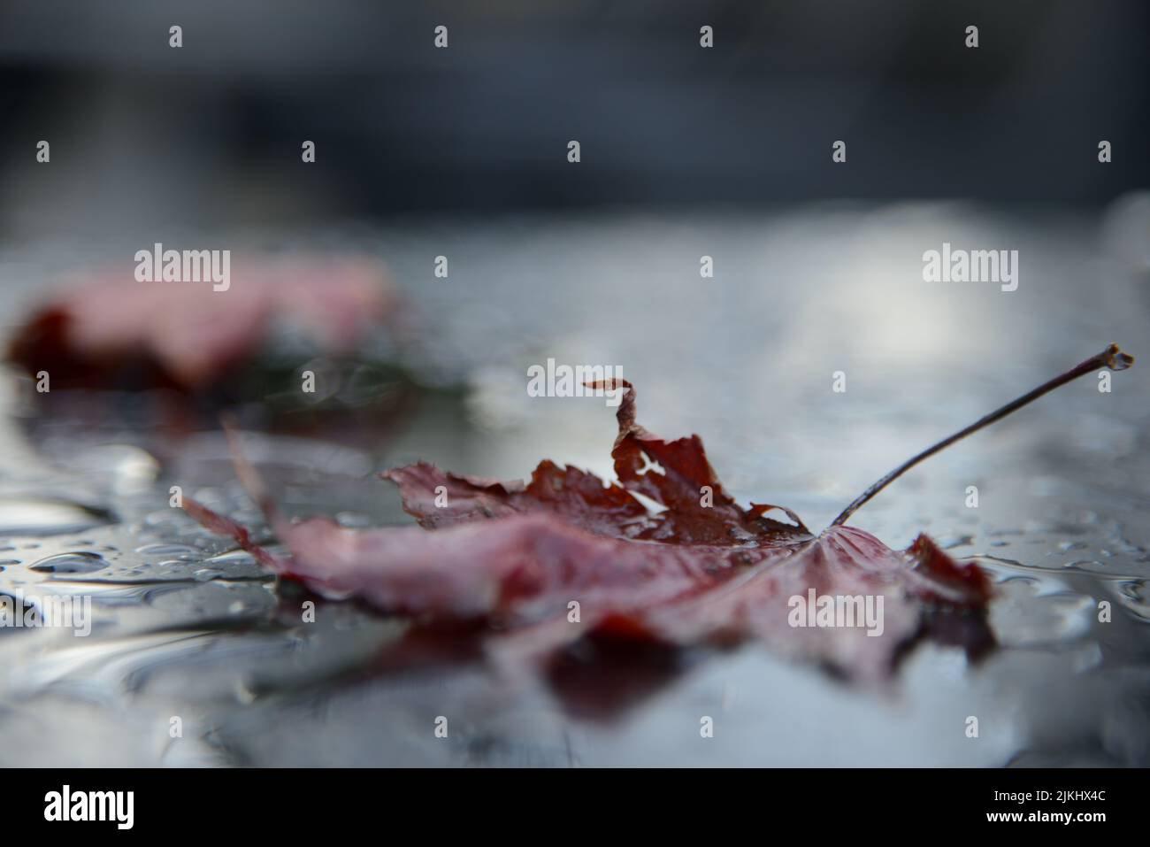 Puddle with leaf hi-res stock photography and images - Alamy