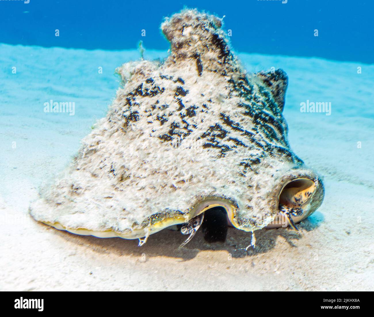 Queen conch underwater hi-res stock photography and images - Alamy